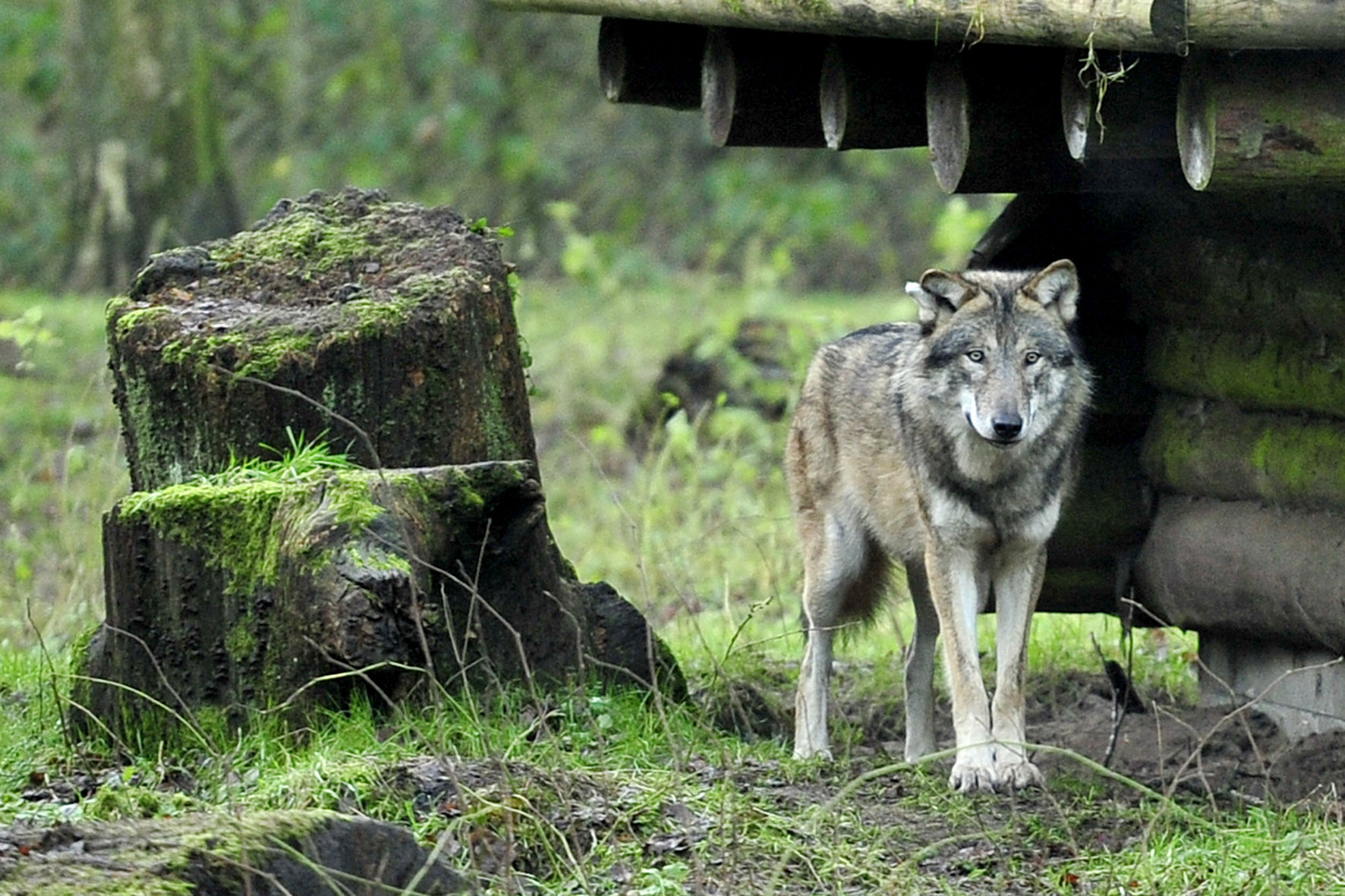Wildpark Eekholt